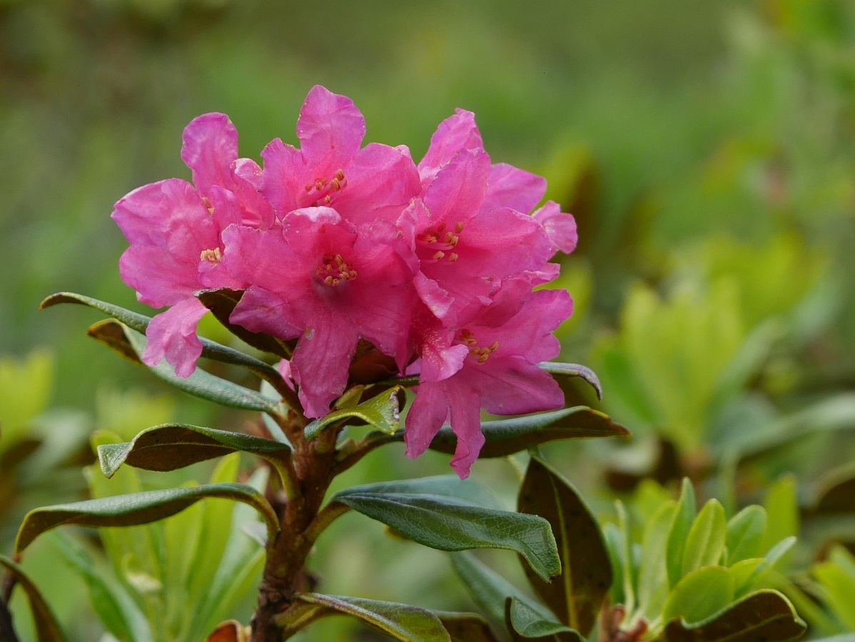 Alpenblumen in voller Blüte